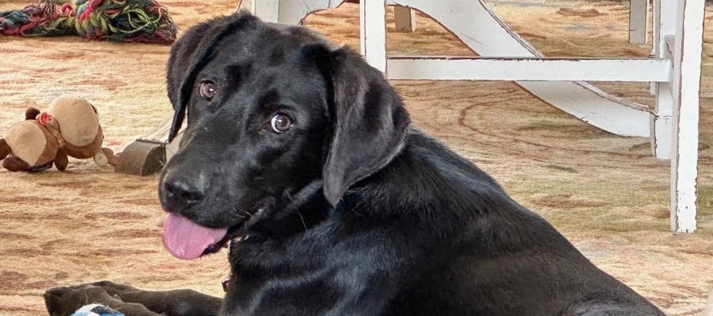 Home - House of Hope Animal Rescue - North East, MD