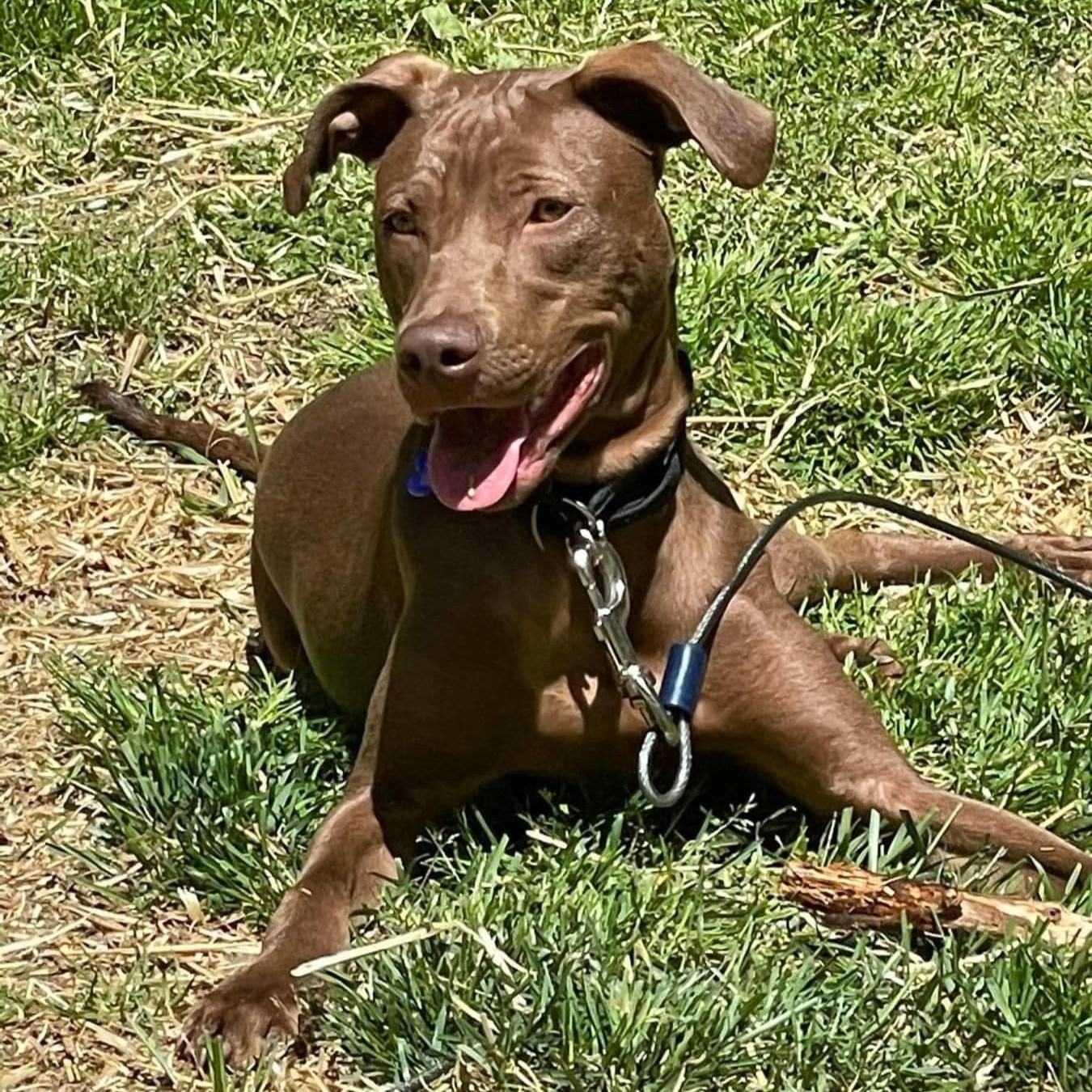 Adopt - House of Hope Animal Rescue - North East, MD
